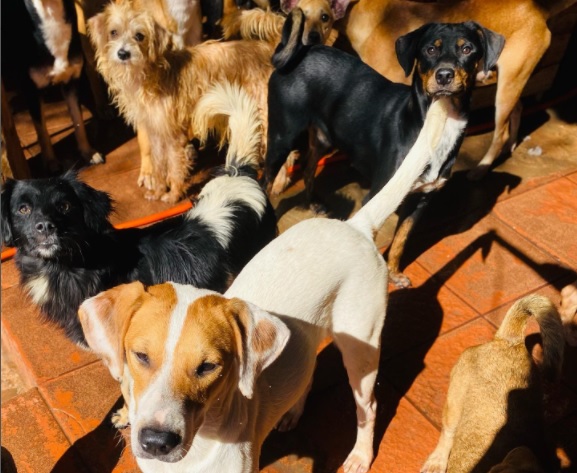 Utilidade Pública pode ser conferida ao Instituto Guarda Animal - REDE ...