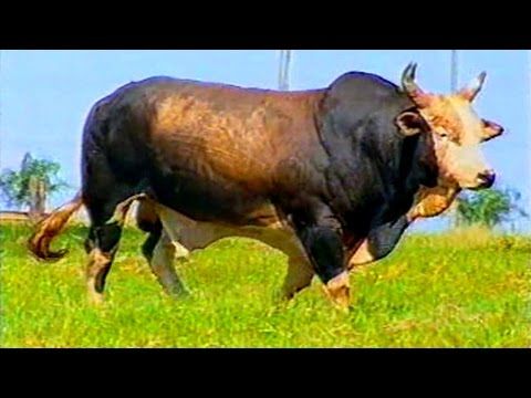 O Dia do Boi é comemorado anualmente em 24 de abril. - REDE JOTA FM
